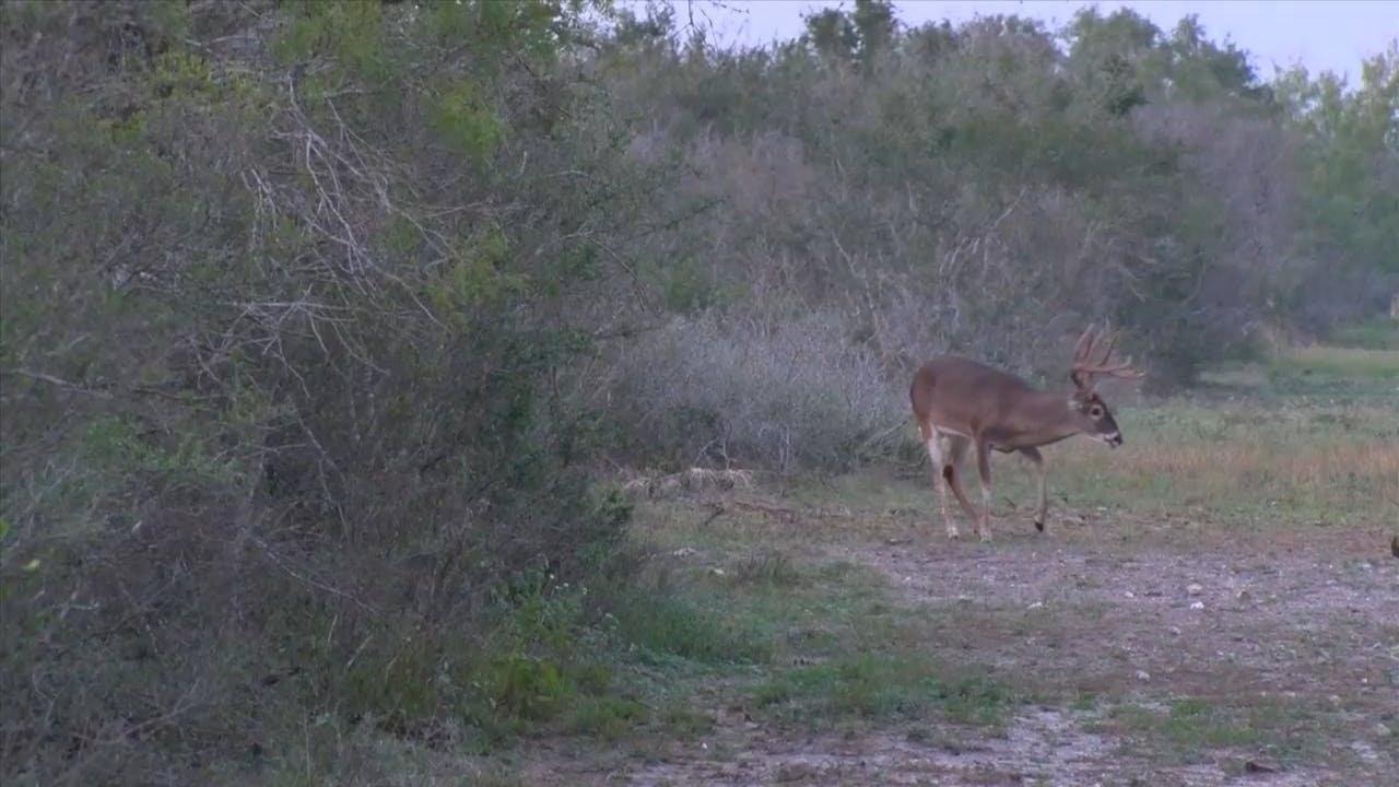Roger Rifle Kills Big South Texas Buck* - Roger Raglin Streaming Channel