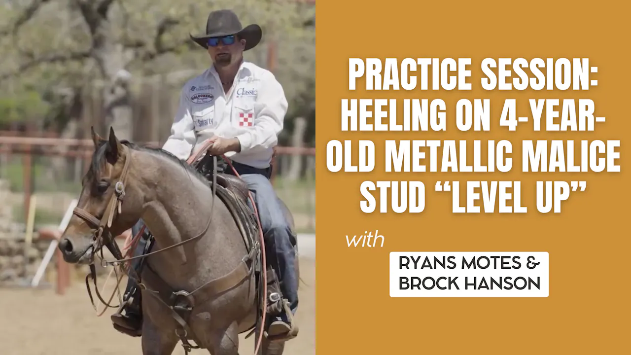 Practice Session: Heeling on 4-Year-Old Metallic Malice Stud “Level Up ...