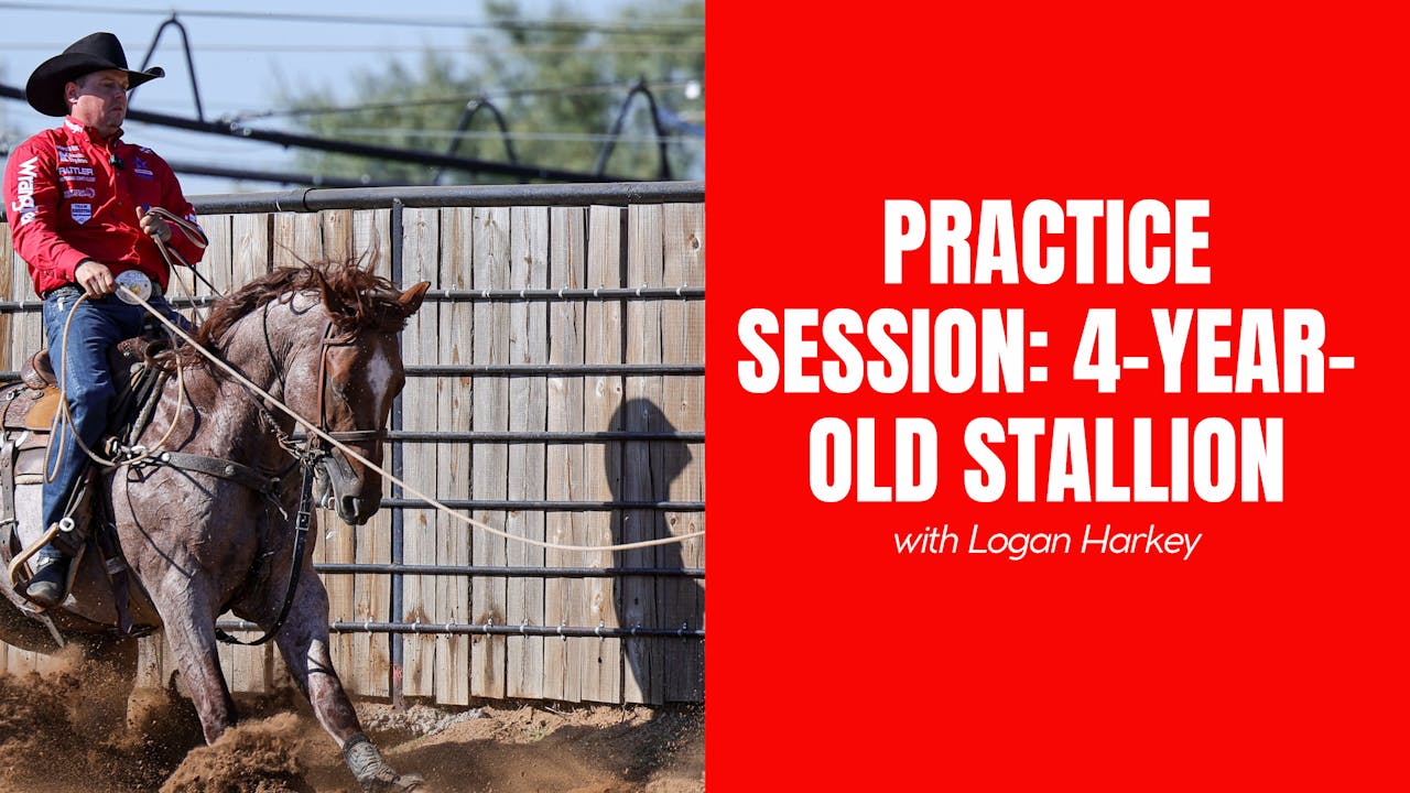 Practice Session: 4-Year-Old Stallion - The Harkey Method - Roping․com