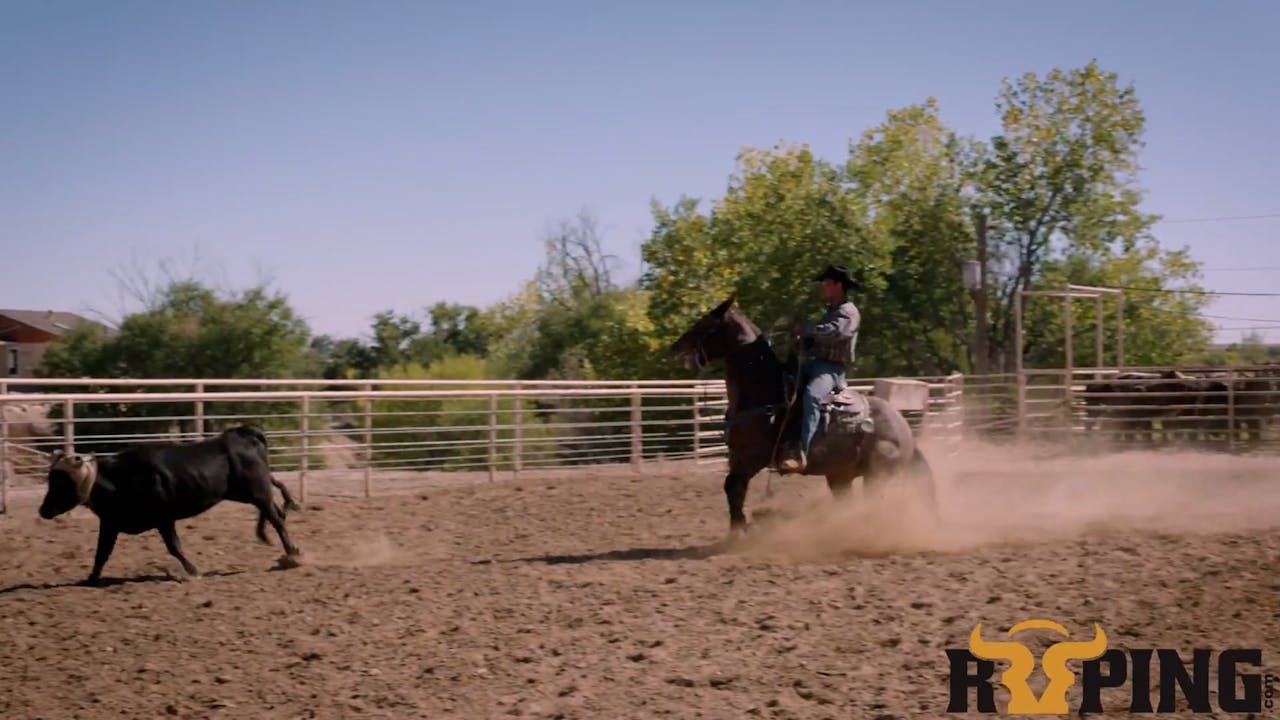 Controlling a Young, Agressive Horse - Roping․com