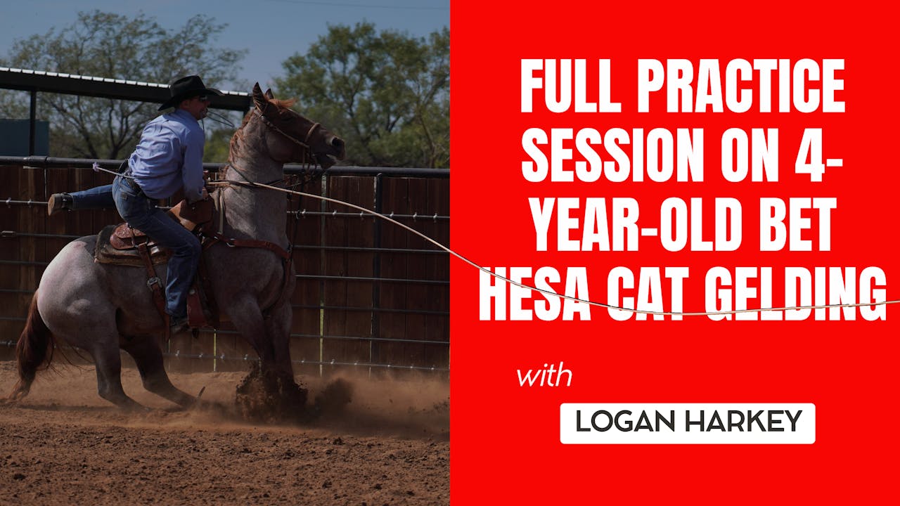 Full Practice Session on 4-Year-Old Bet Hesa Cat Gelding - Roping․com