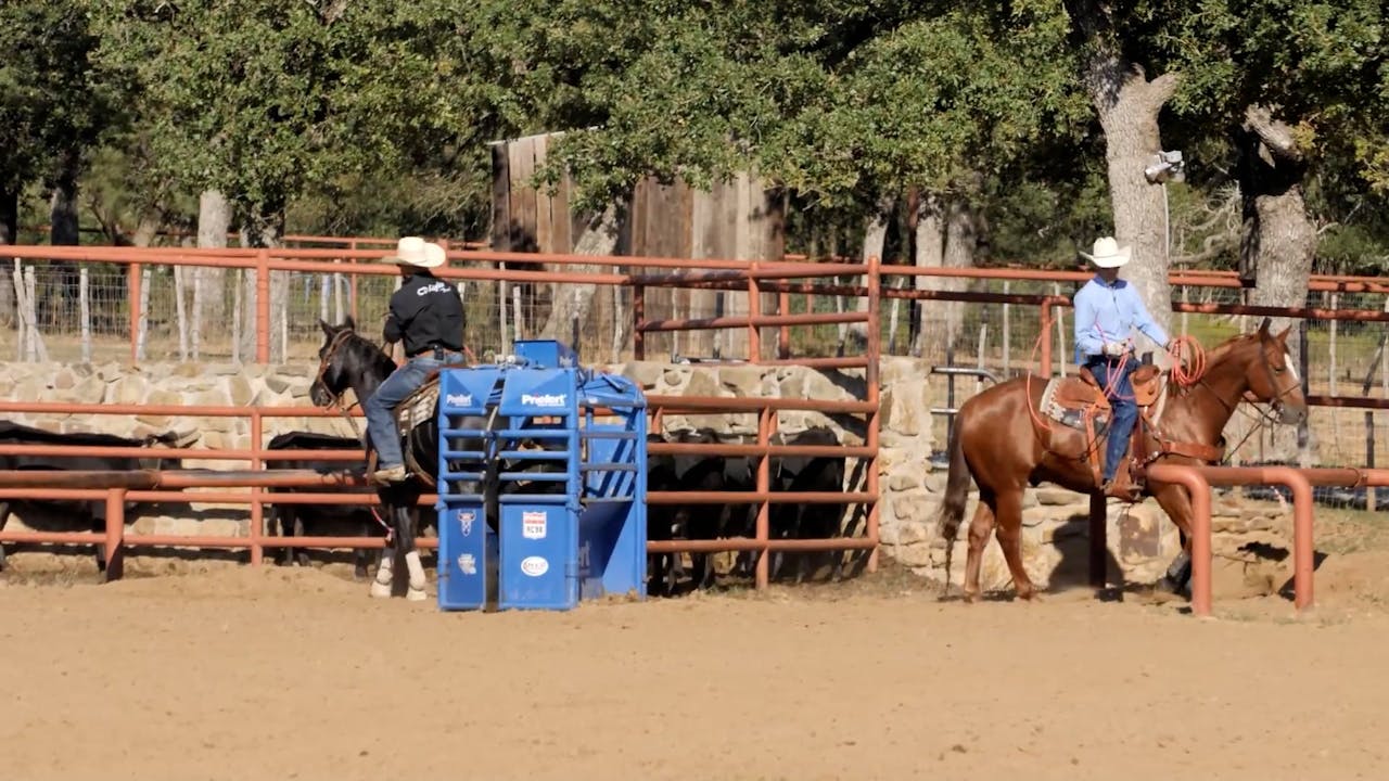 Fresh-Horse Box Work - Roping․com