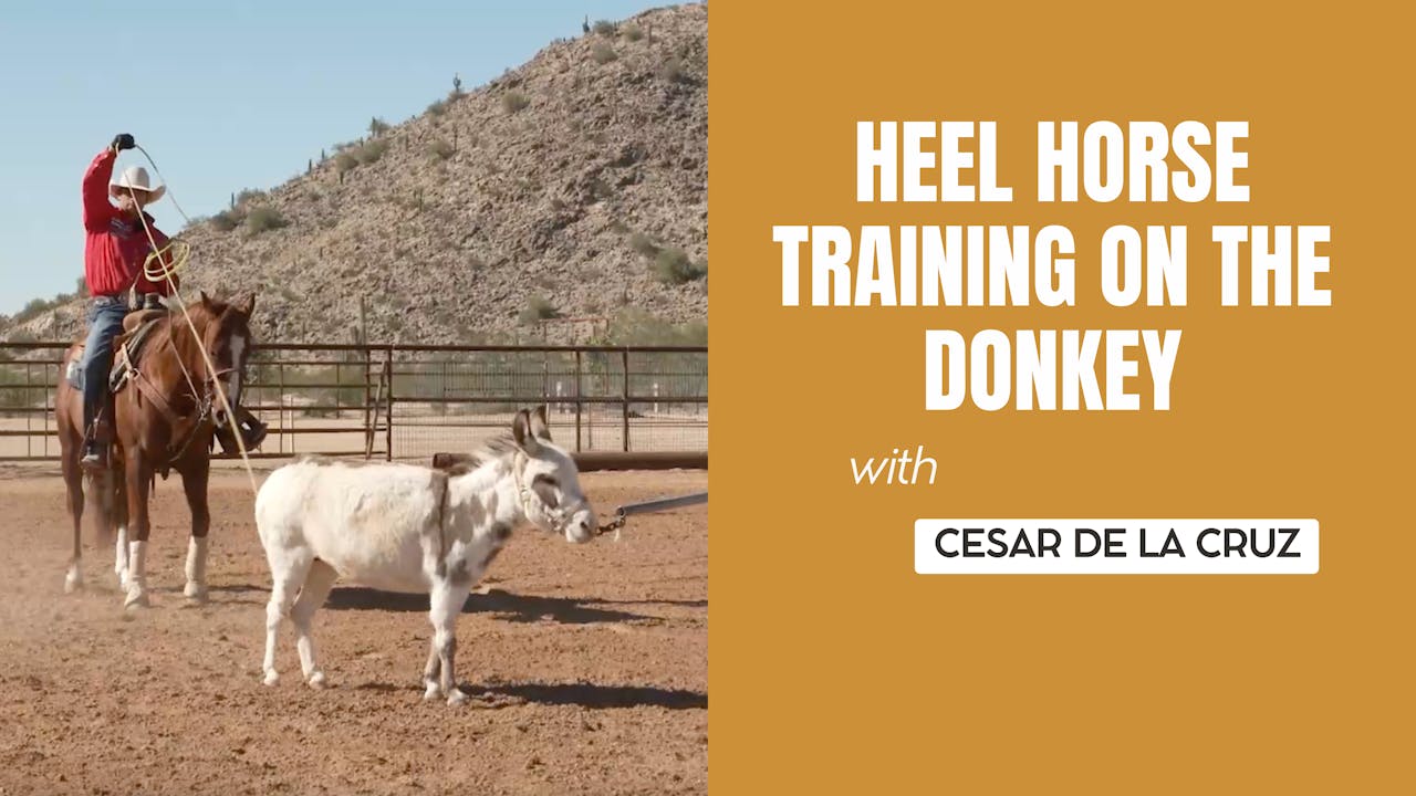 Heel Horse Training on the Donkey - Roping․com