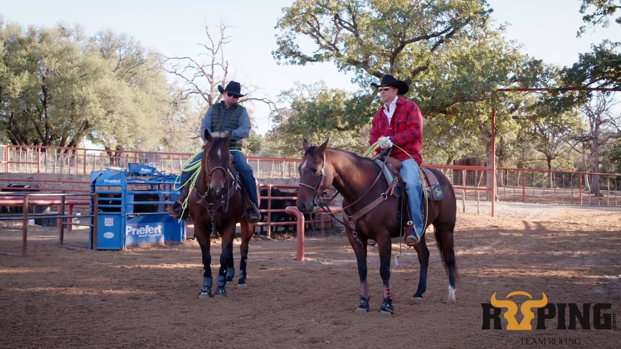 Green Horse Confidence-Building Practice on Muleys - Roping․com