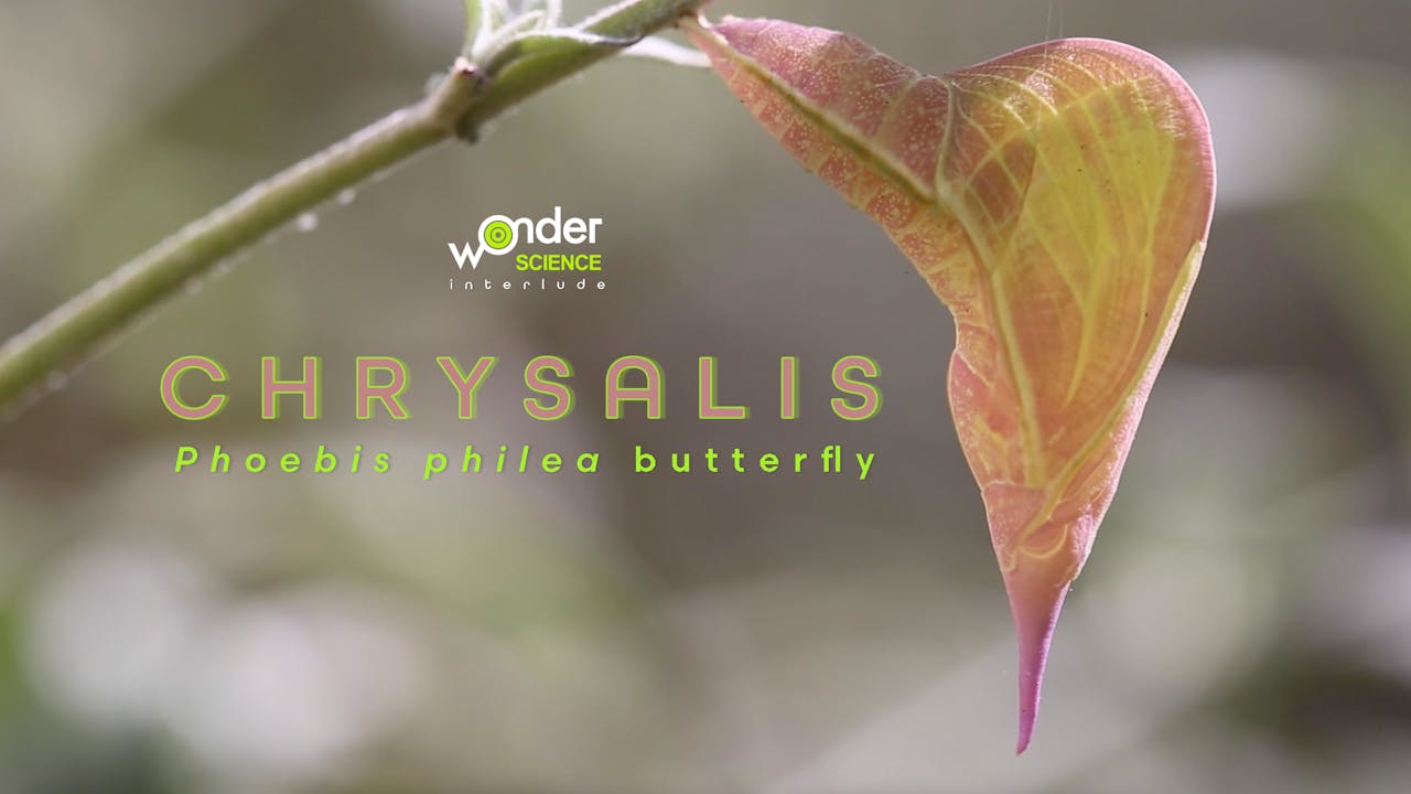 Chrysalis - Living Beings - Wonder Science