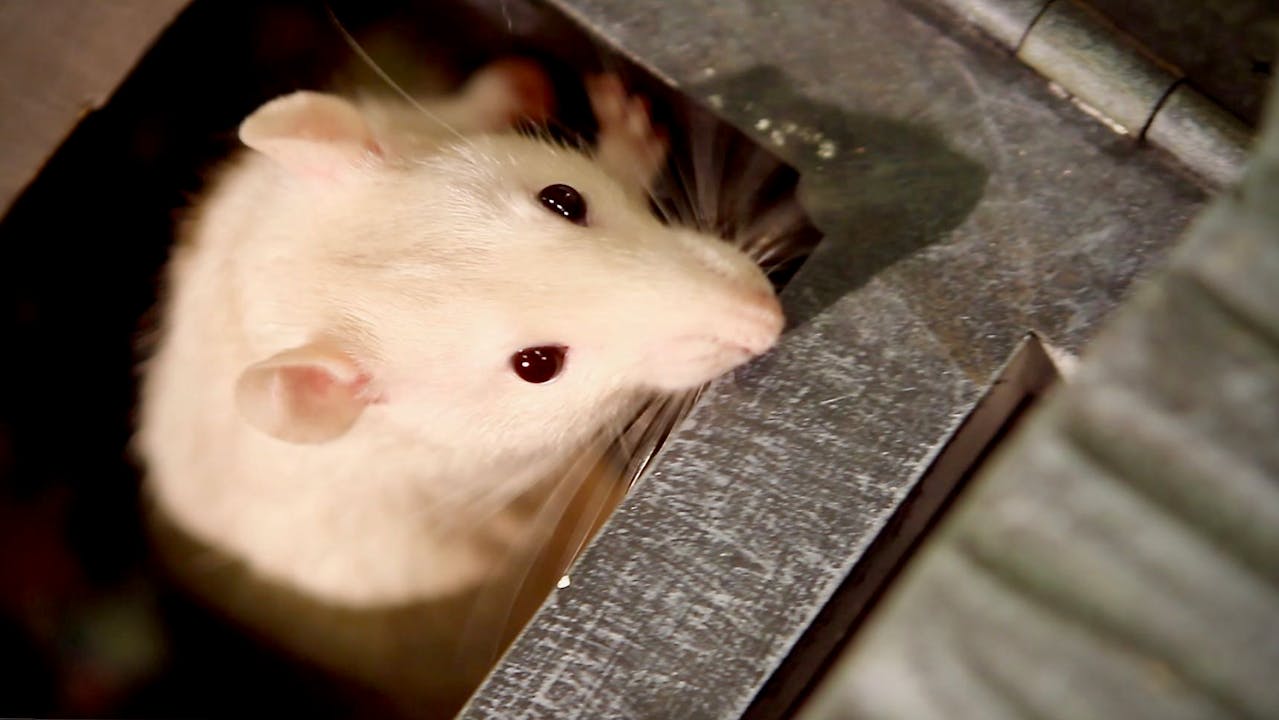 MOSES | Rat Training - Meet the Animal Actors - Sight & Sound TV