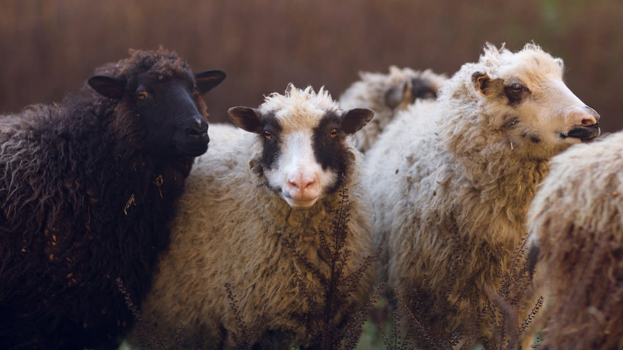 DAVID | Guiding the Flock - Sight & Sound TV