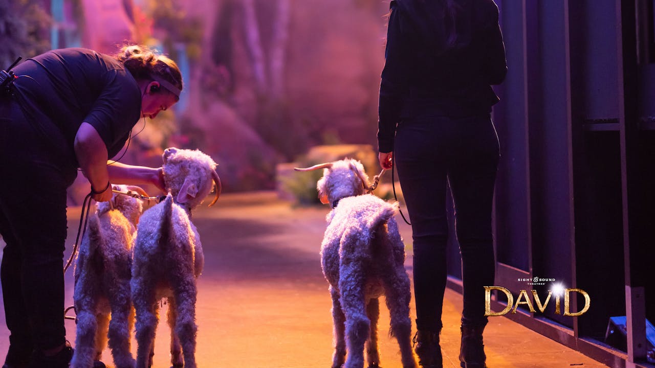 DAVID | Sheep Spotlight - Sight & Sound TV