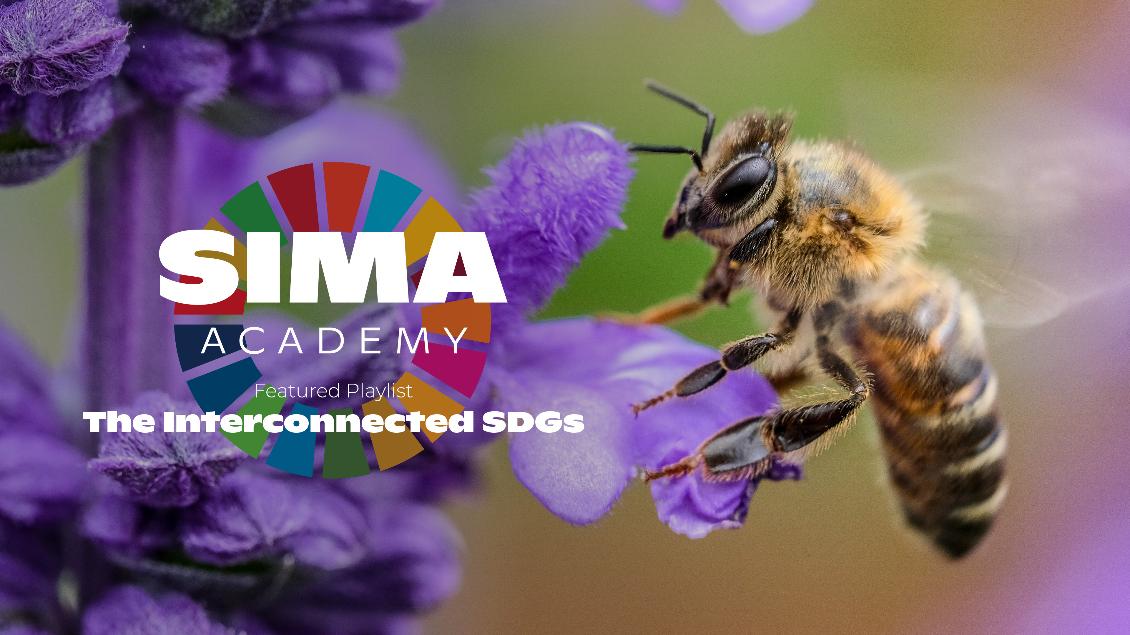 The Interconnected SDGs - SIMA ACADEMY