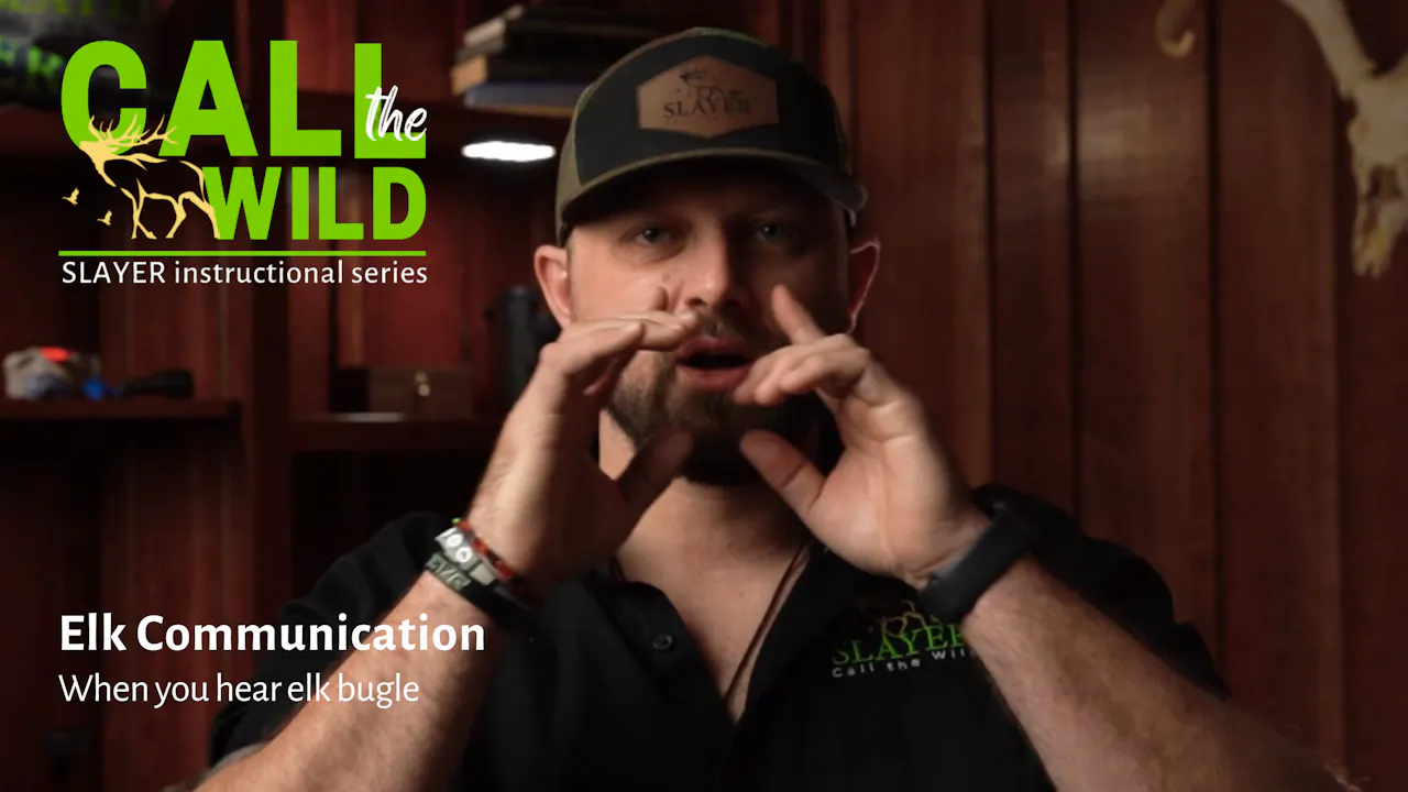 Elk Communication - Learn How to Call Elk, Beginner Series - Call the ...