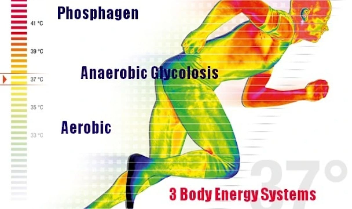 8 Energy systems adaptations to exercise - Exercise Physiology ...