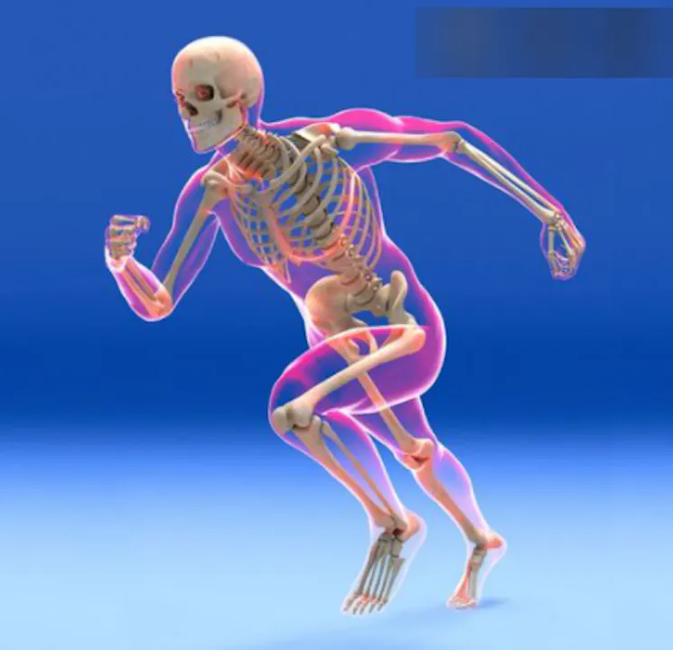 1. Skeletal system - introduction - Exercise Physiology & Anatomy ...