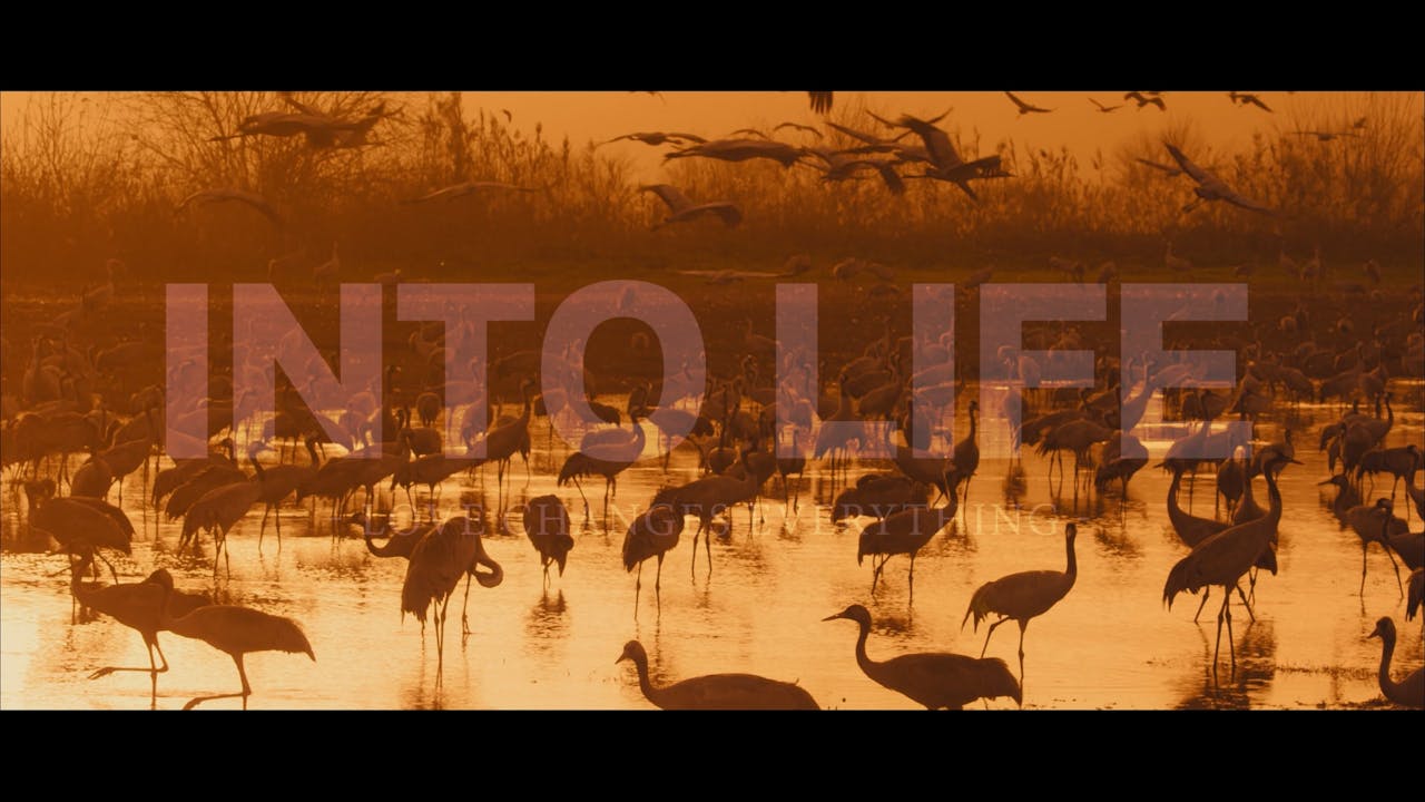 Seeing Reality: The Contemplative Outlook | Into Life - Into Life - Formed