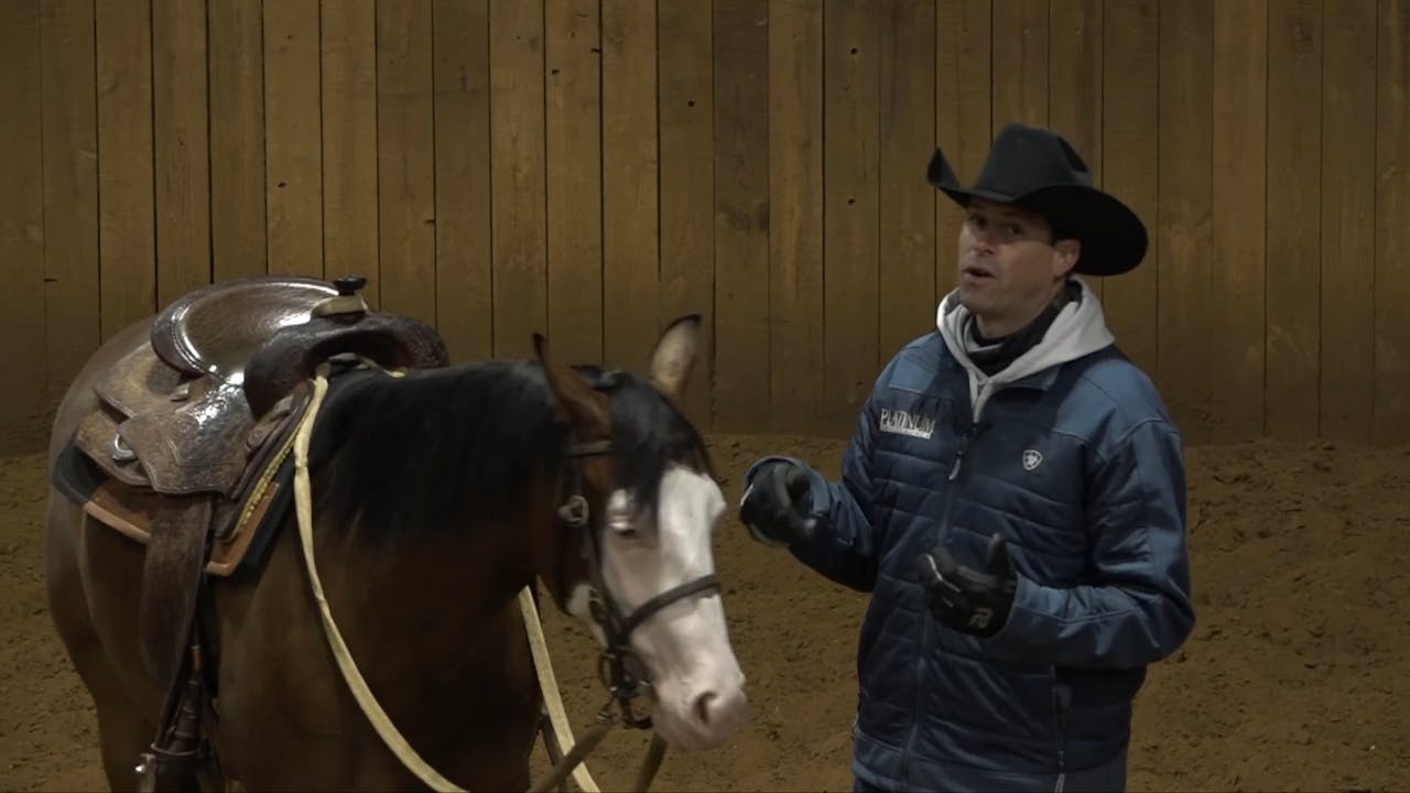 4 Colt Starting -Step 3 The Backup - Horse Training Pro - The Comfort ...