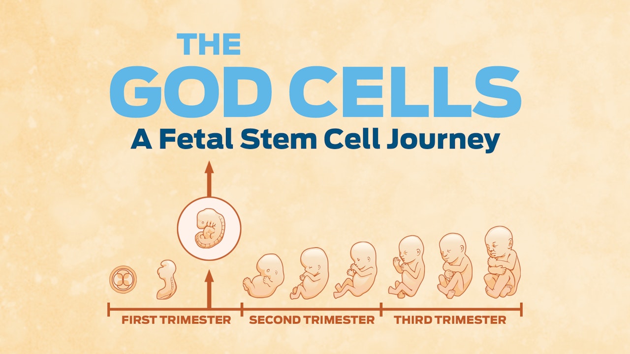 The God Cells: A Fetal Stem Cell Journey - thegodcells