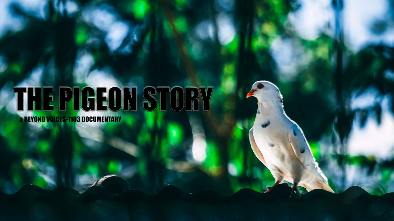 The Inspiration Behind -The Pigeon Story Intro - The Pigeon Story