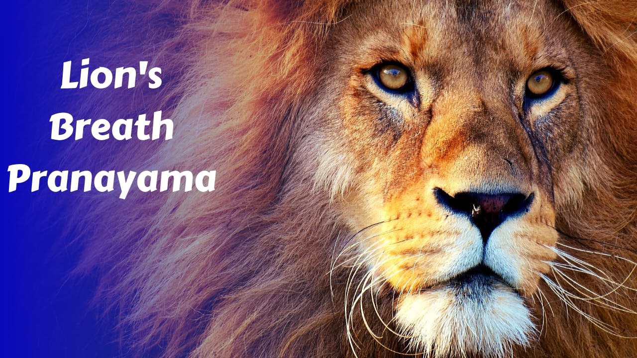 Lions Breath | Pranayama for Release - YR Self Care Studio