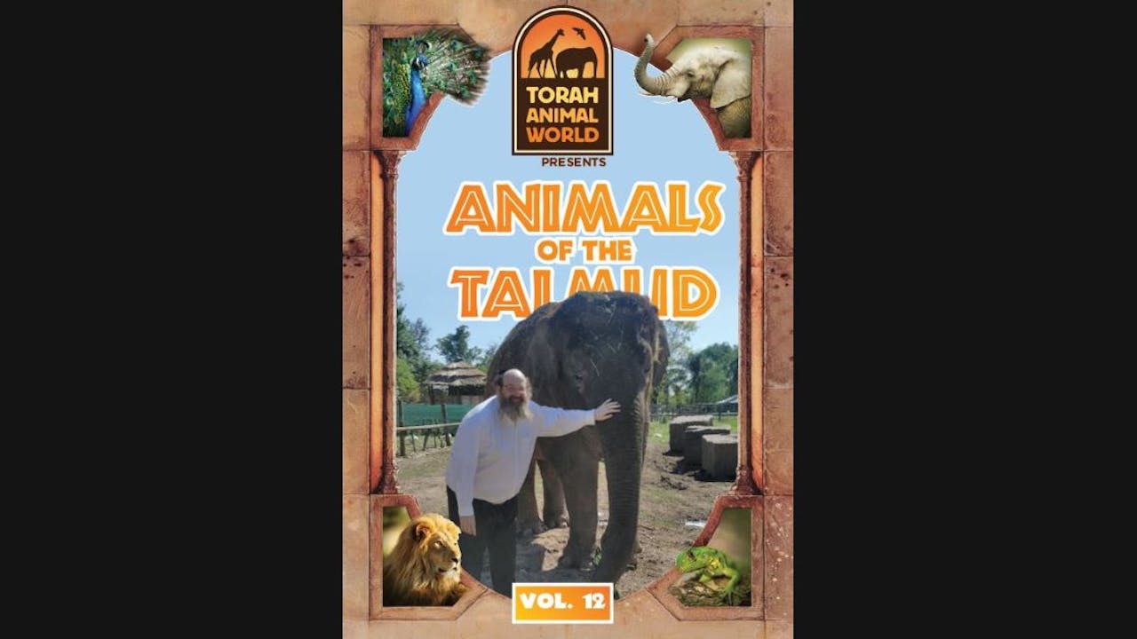 Animals of the Talmud Vol. 12 - Living Torah Museum Video Rentals