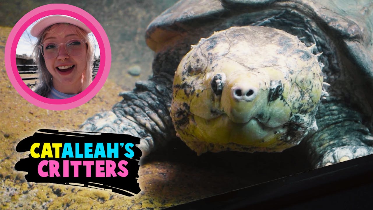 Wild Times at the Abilene Zoo | CatAleah's Critters - Trilogy Plus