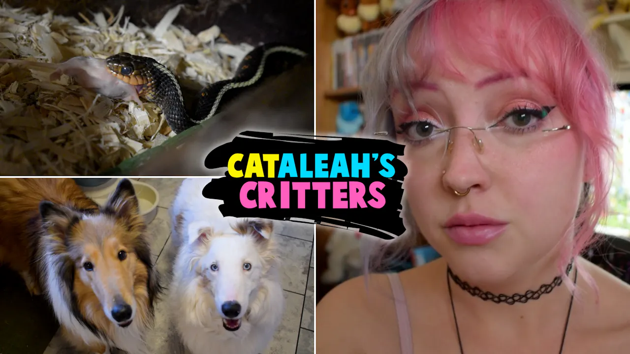 A Sad Update... + More Animal Chaos! - Trilogy Plus