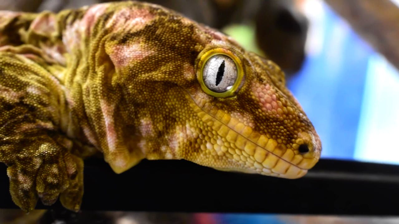 Feeding All of My Farm Animals! - Trilogy Plus