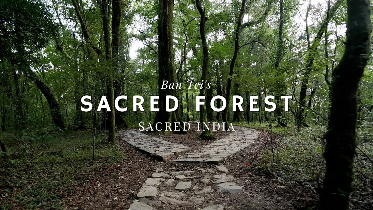 The Sacred Forest Of Mawphlang - Trilogy Plus