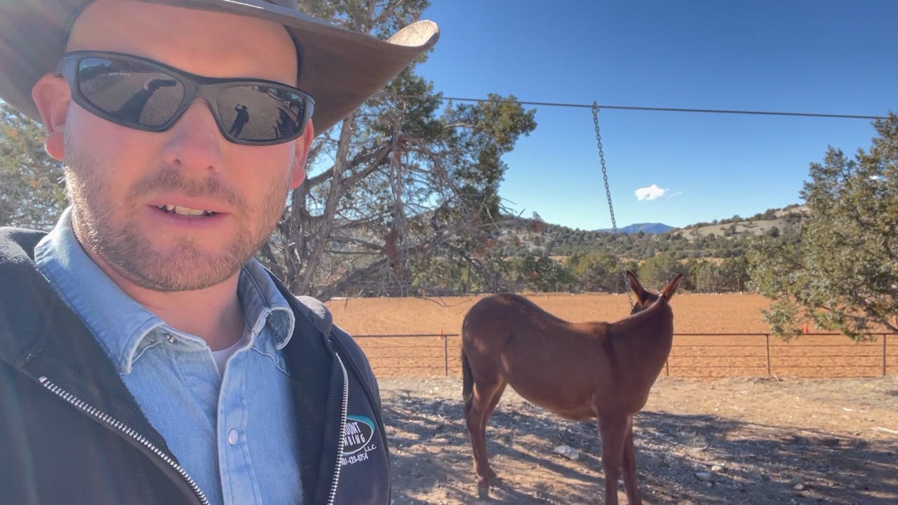 First Time On Highline For Baby Nifty - Youngsters- Weanlings ...