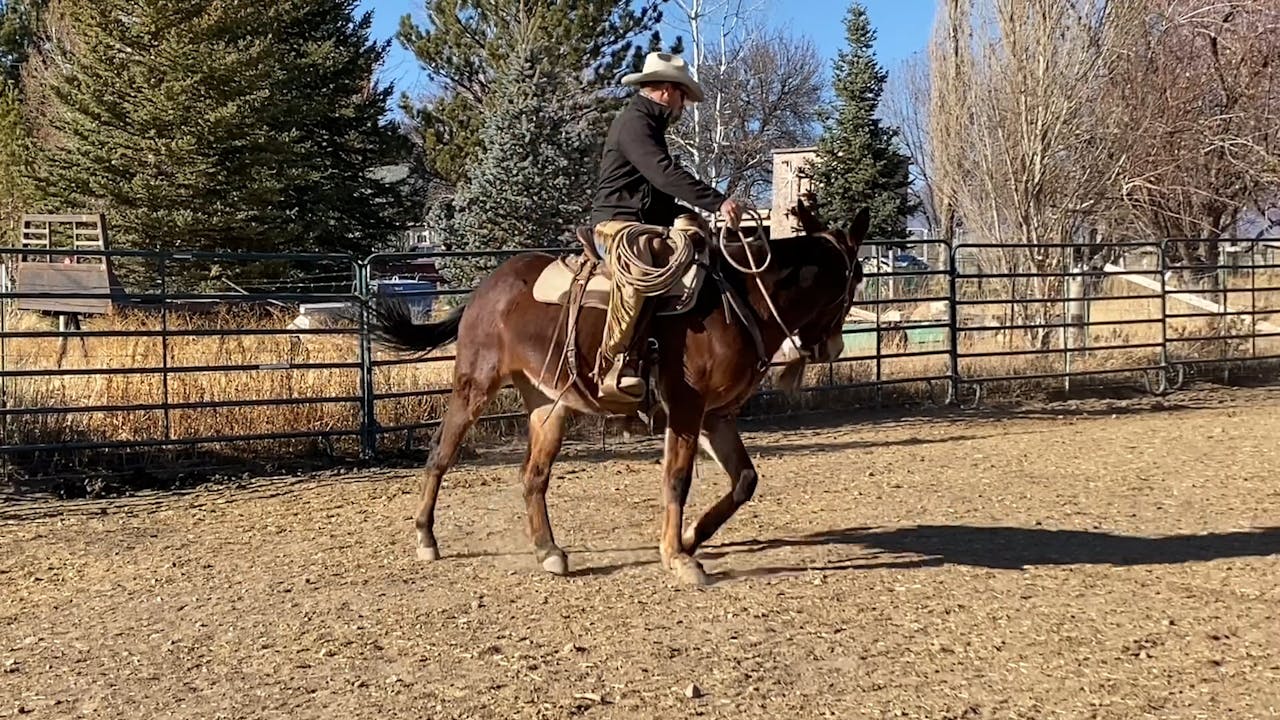 Don’t fixate on the spook - Ty Evans Mulemanship