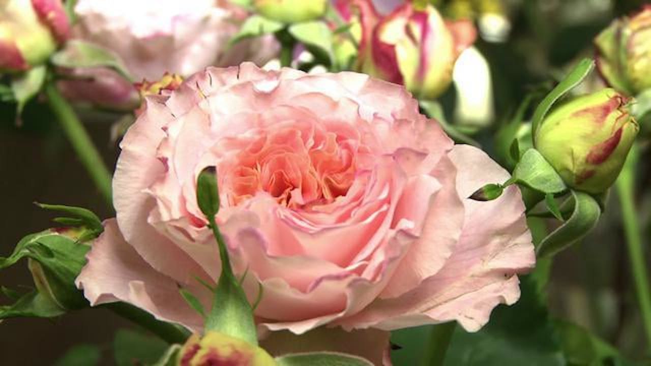 The CA Grown Experience on uBloom visits Green Valley - CA Grown - J ...