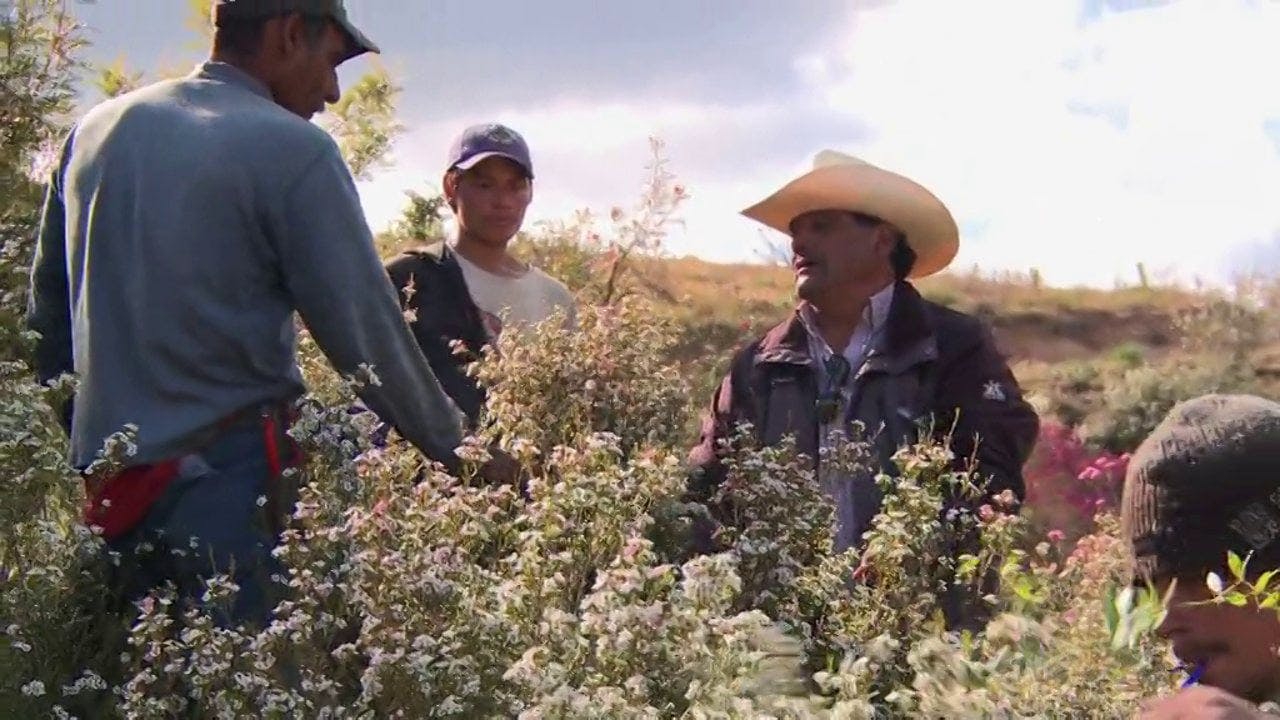 The CA Grown Experience on uBloom returns to Resendiz Brothers Protea ...