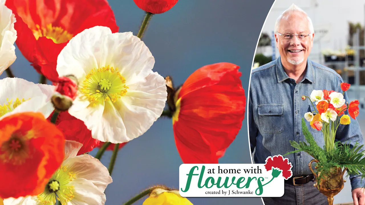 Poppies… From Foss Garden Flowers! - Season 12 AHWF - J Schwanke's Life ...