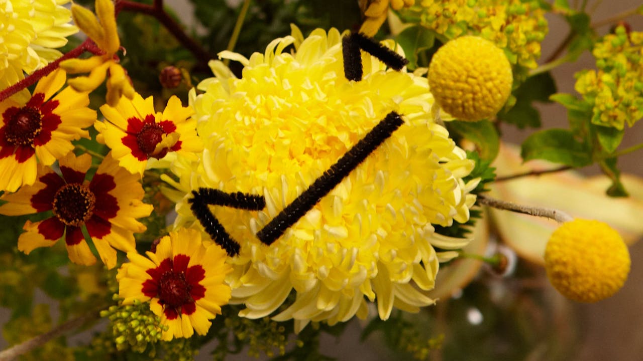 Episode 309 Mum's the Word - Season 3 JSLB - J Schwanke's Life In Bloom ...