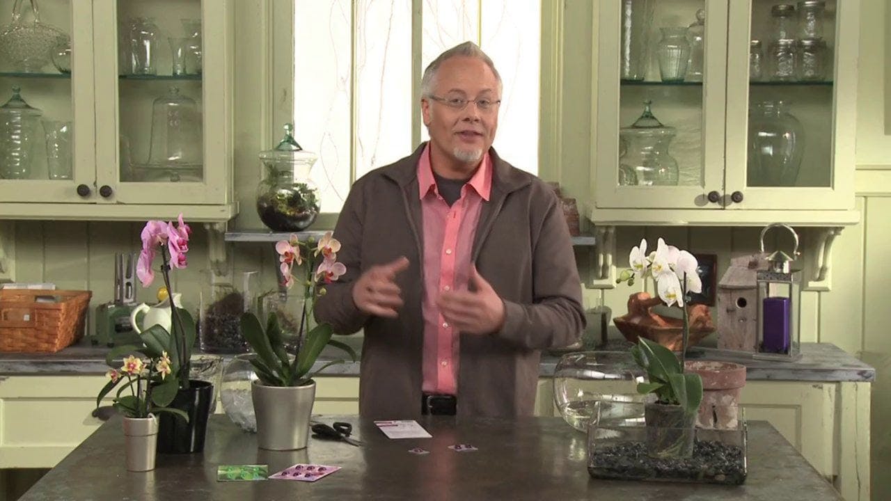 How to care for Orchid Plants and Make an Orchid Tablescape! - Season 6 ...