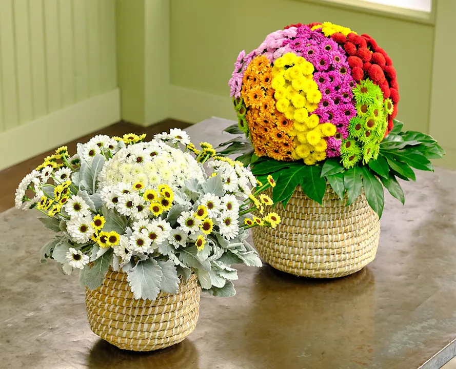 Mini Chrysanthemum Spheres! - Season 26- FWFJ - J Schwanke's Life In ...
