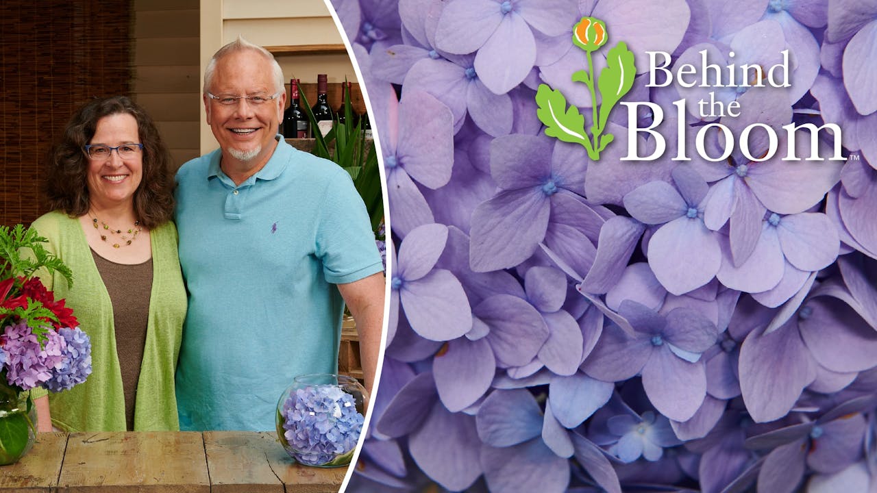 Behind the Bloom: Hydrangea Tips with Trina Weller - Season 3 BTB - J ...