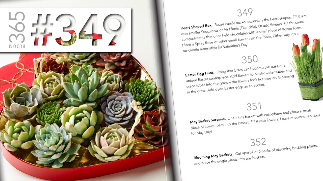 Tips from Bloom 365 - Season 14 - FWFJ - J Schwanke's Life In Bloom ...