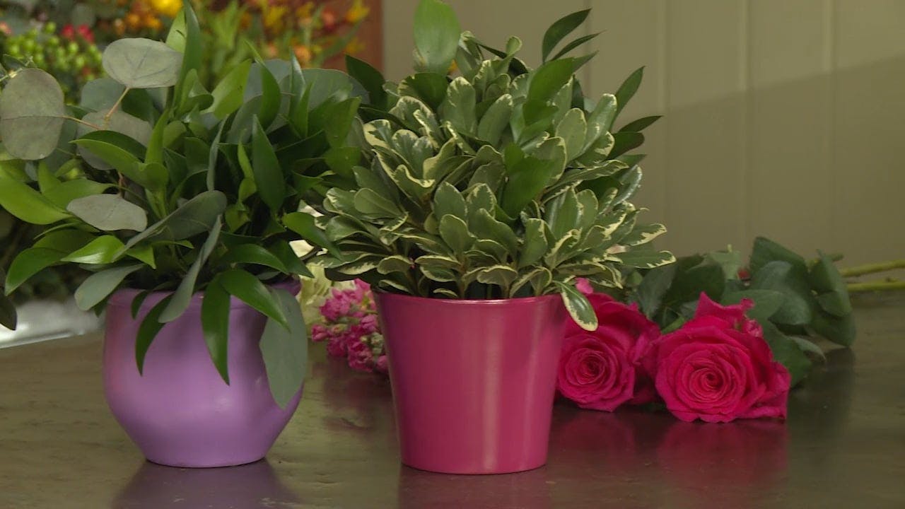 Pre-Greened Containers from Alpha Fern. - Season 15 - FWFJ - J Schwanke ...