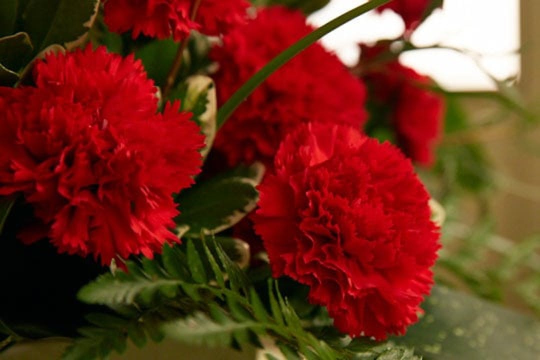 American Grown Carnations Arrangement - Season 11 - FWFJ - J Schwanke's ...