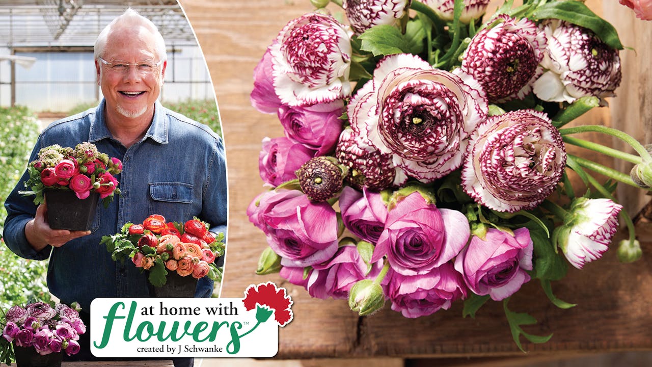 Ranunculus Trio- at Peterkort Roses! - Season 12 AHWF - J Schwanke's ...