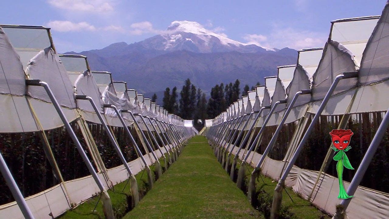 The Corazon Rose from Rio Roses! - Season 13 - FWFJ - J Schwanke's Life ...