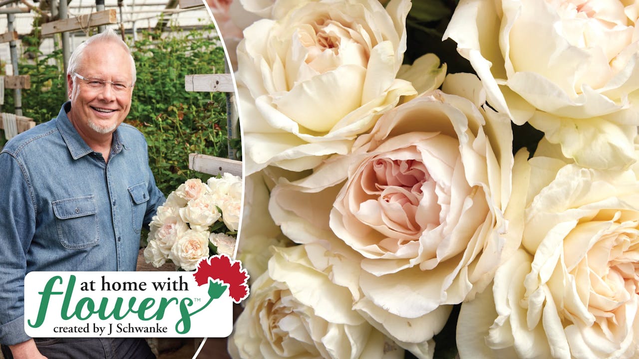 Helga Piaget Roses! - Season 11 AHWF - J Schwanke's Life In Bloom ...