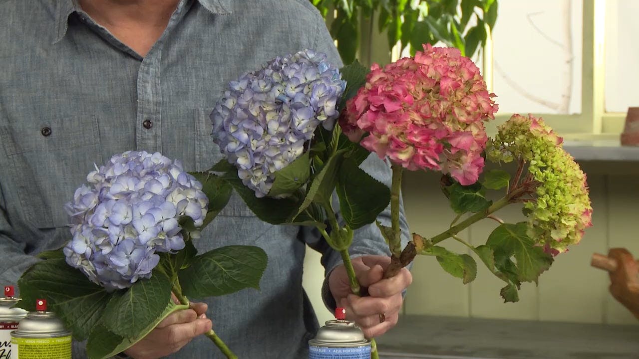 How to get the Hydrangea color you want! - Season 14 - FWFJ - J Schwanke's Life In Bloom ...