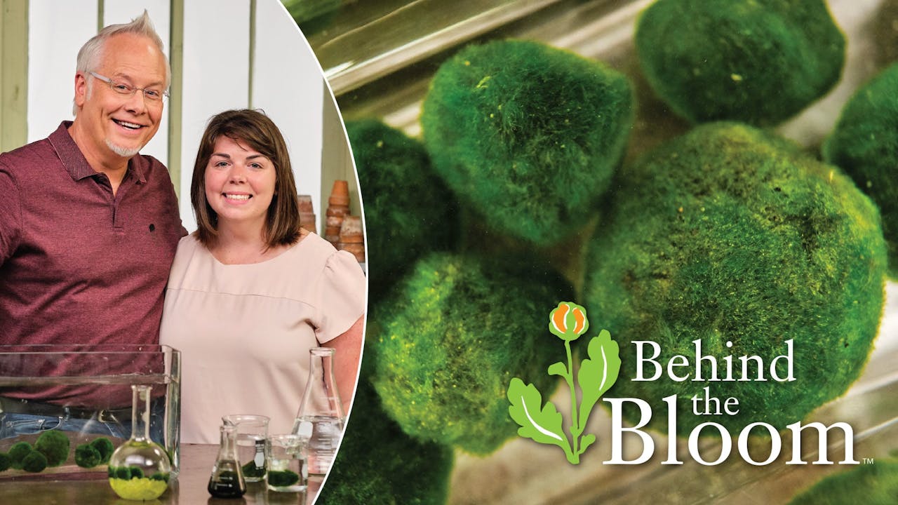 Behind the Bloom: With Grace Boersma – and Marimo Moss Balls. - Season ...