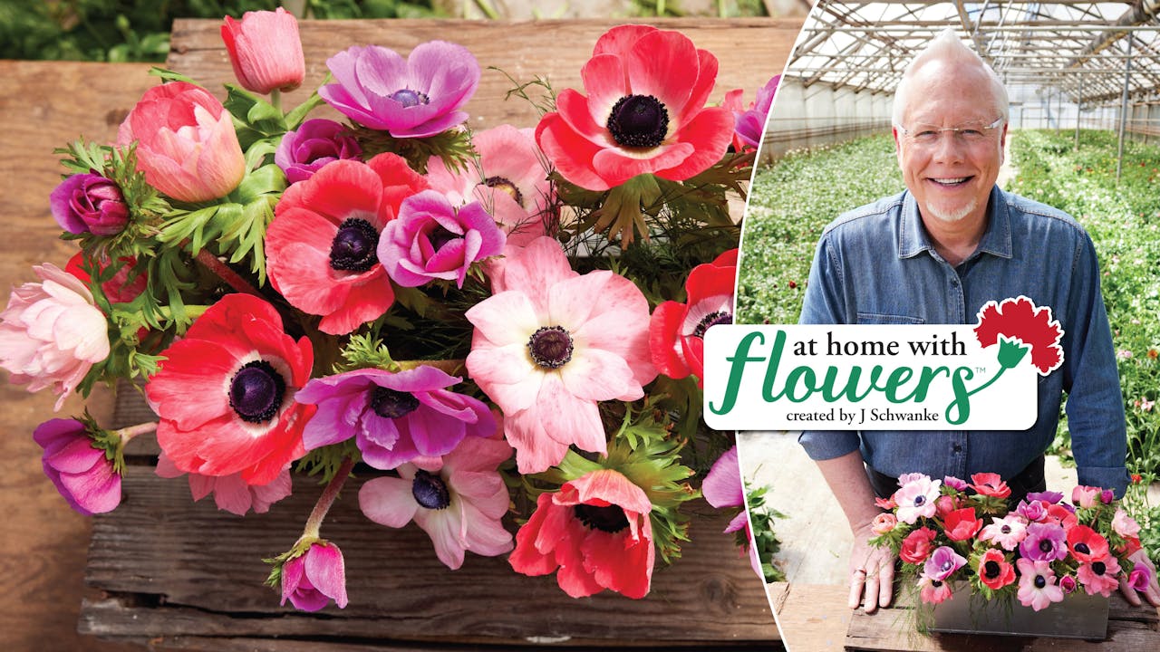 Anemones in Chicken Wire- at Peterkort Roses! - Season 12 AHWF - J ...