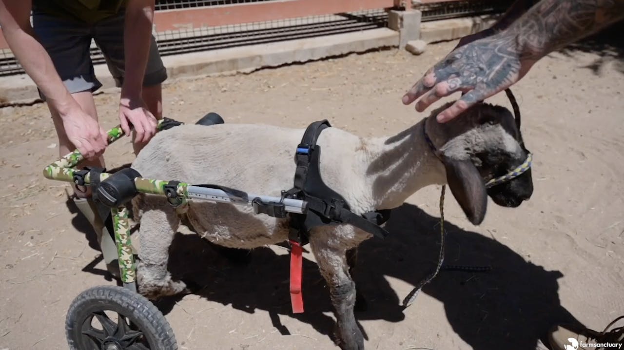 Squid in his Cart - Farm Sanctuary - UNCHAINEDTV