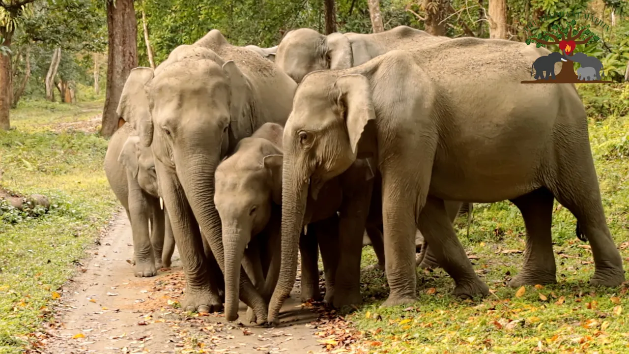 Asian Elephants 101 Sneak Preview - The Elephant Matrix - UNCHAINEDTV