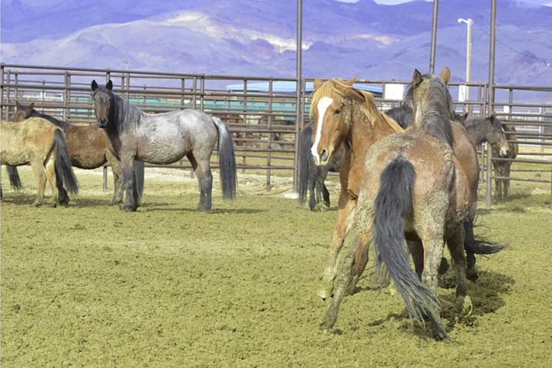 The Wild Horse OverPopulation Myth - Action Hour - UNCHAINEDTV