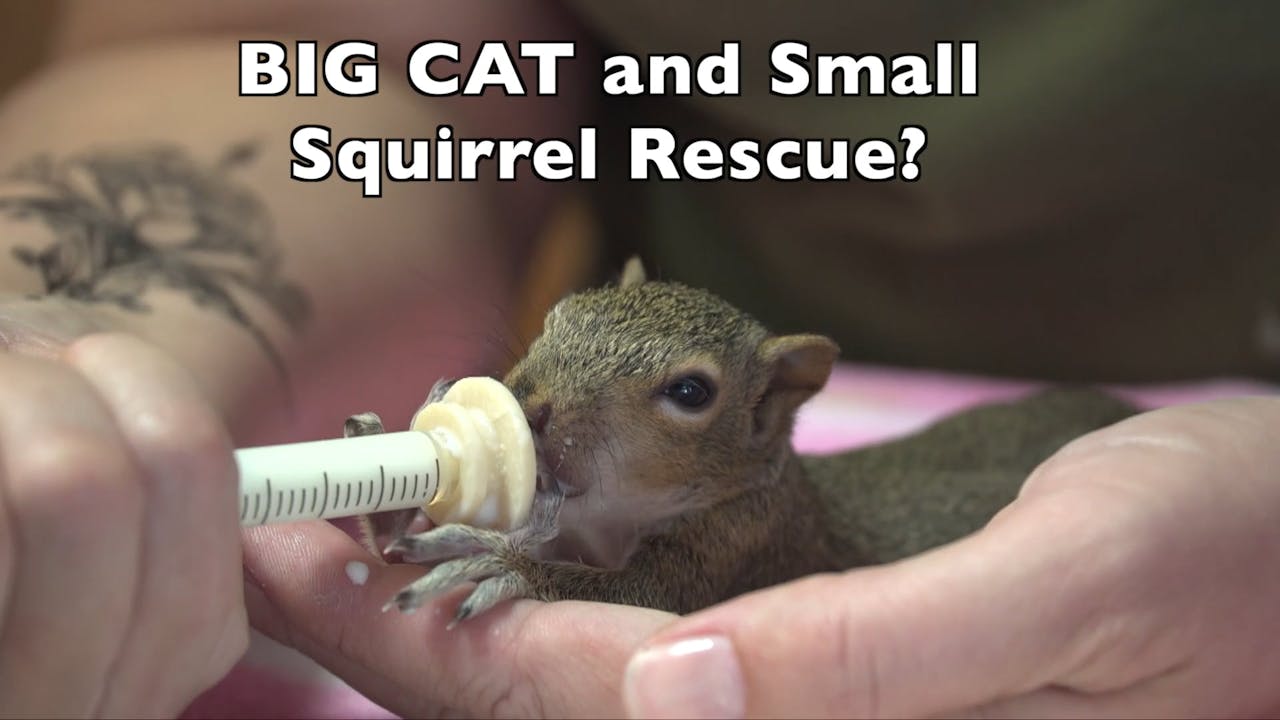 Saving A Very Special Squirrel - UNCHAINEDTV