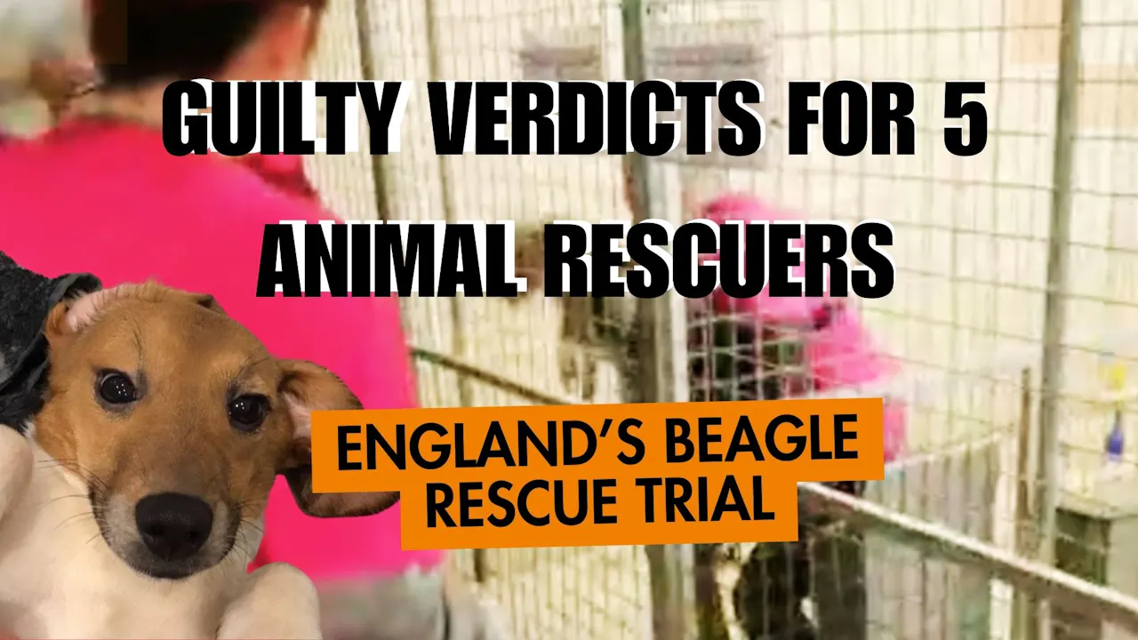 GUILTY: UK Beagle Rescue Verdict - UK's Beagle Rescue Trial - UNCHAINEDTV