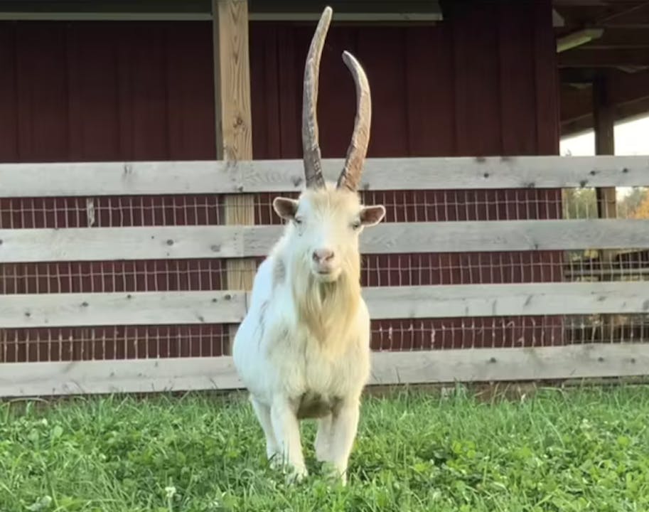 The Legend of Glen Goat - Farm Sanctuary - UNCHAINEDTV